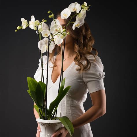 Orhidee Phalaenopsis Alba Maison Dadoo Latelier