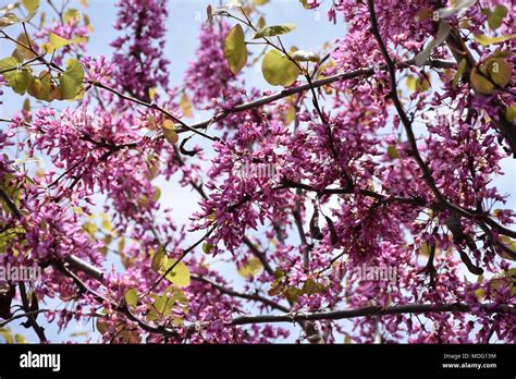 Tree In Bloom In April Stock Photo Alamy