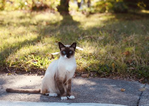 Hood Kitty 🐈‍⬛ R Fiercephotography