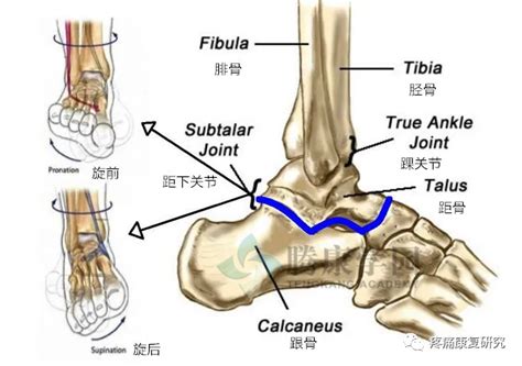 足踝的相关解剖、触诊、异常姿势及生物力学分析 Medscicn