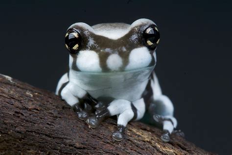 Top Facts About The Amazon Milk Frog