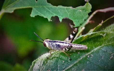 Fascinating Insects Super Small Grasshopper Acridoidea — Hive