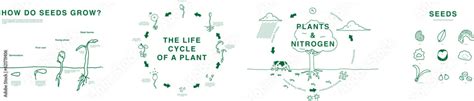Vetor De Plant Cute Illustration Minimal Hand Drawn Style Diagram