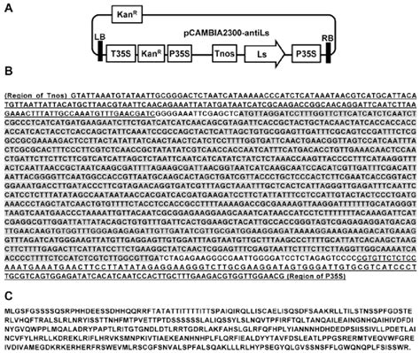 Binary Plasmid Vectors Used For The Transformation Of Chrysanthemum