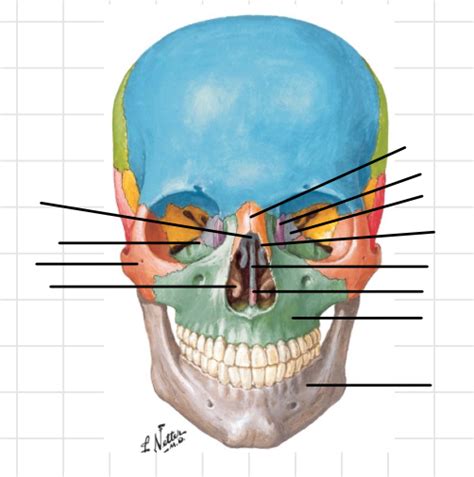 Viscerocranium Diagram Quizlet
