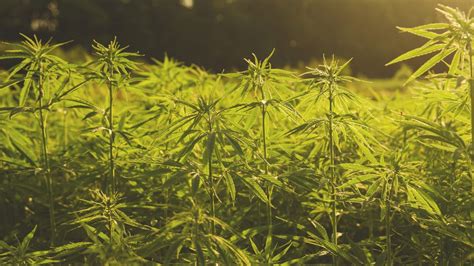 Hemp More Effective Than Trees At Carbon Storage Says Researcher