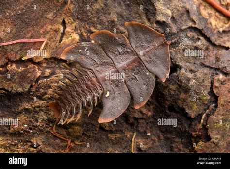 Trilobite Beetle Platerodrilus Foliaceus Female Sungai Wain