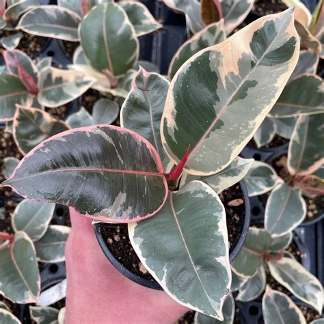 Ficus Elastica Tineke Variegated Rubber Tree 45 Pot Little