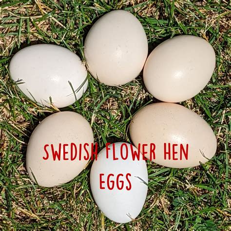 One Dozen Swedish Flower Hen Chicken Hatching Eggs Cluck It All Farms