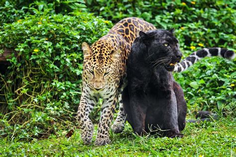 Black Leopard Wallpapers