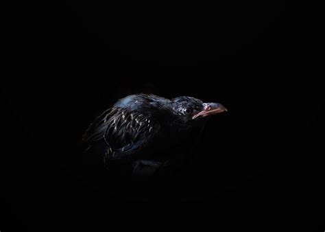 Crow Feathers Wallpaper