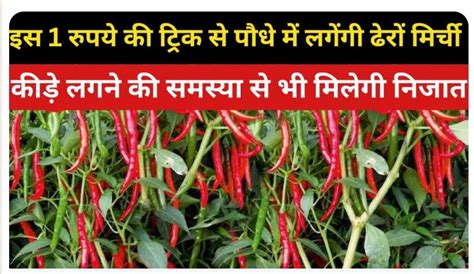1 रुपये की ट्रिक से मिर्च के पौधे में लगेंगे ढेरों फल और मिलेगी कीड़ों से निजात Kheti Kisani