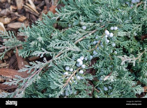 Creeping Juniper Juniperus Horizontalis Glauca Group Bundessorteamt Pruefstelle Marquardt