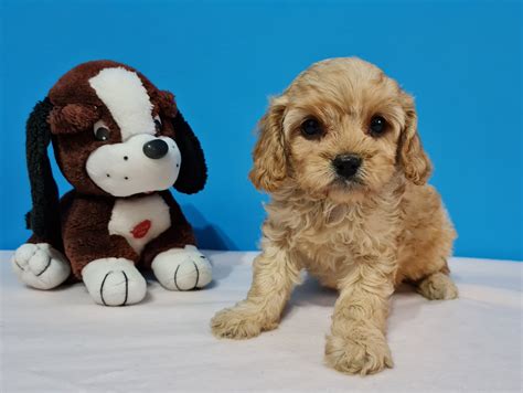 How Big Do Cavapoos Get Full Grown Cavapoo Size Guide