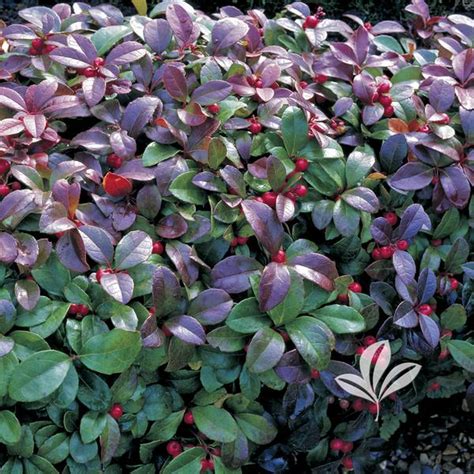 Gaultheria Gaultheria Procumbens Wintergreen From Greenleaf Nursery
