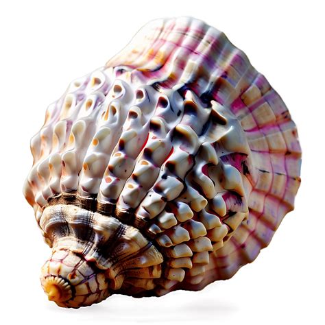 200 Conch Shell Png Images Page 2