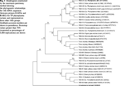 dendrogram constructed by the maximum parsimony method showing the