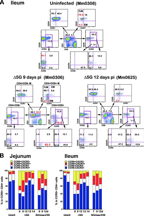 Cd4 T Cell Subsets In The Small Intestinal Tissues A Flow Profiles Download Scientific