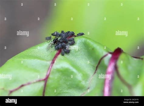 Tiny Parasitoid Wasp That Use Aphids As Their Hosts Aphidiidae