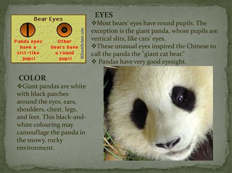 Ppt Pandas Powerpoint Presentation Free Download Id2194941
