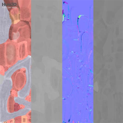 Human Brain Cross Section 3d Model Download Anatomy On