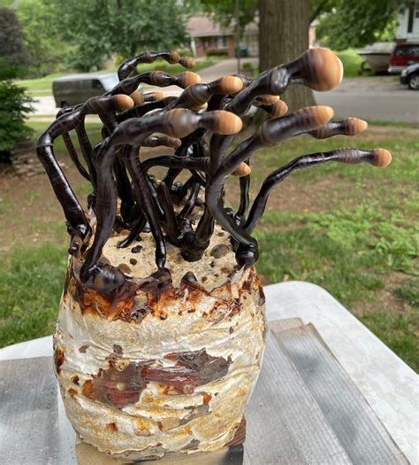 Black Reishi Ganoderma Sinense Liquid Culture Syringe 10ml Etsy