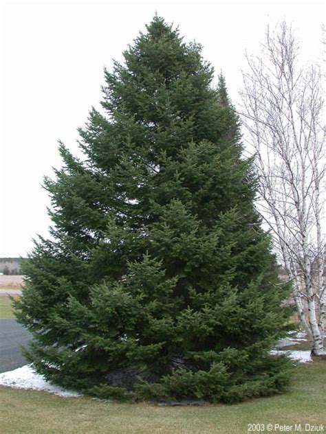 Abies Balsamea Blue Thumb