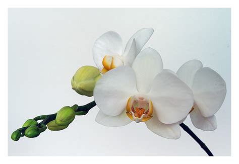 Orchids Color Milan Nykodym Flickr