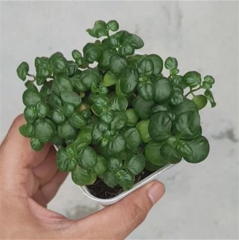 Bubble Plant Opens Full Screen Video In Same Window