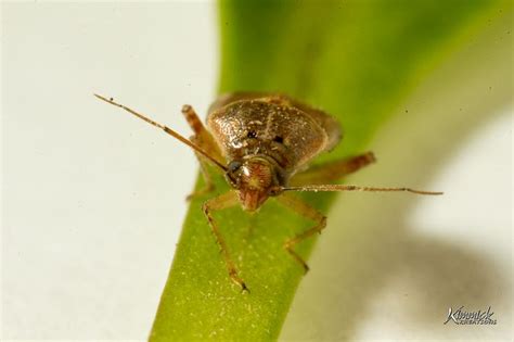 Plant Bug Lygus Bug Plant Bugs Macro Photography Macro