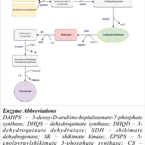 The Diagrammatic View Of The Biosynthetic Pathway Of Resveratrol Download Scientific Diagram