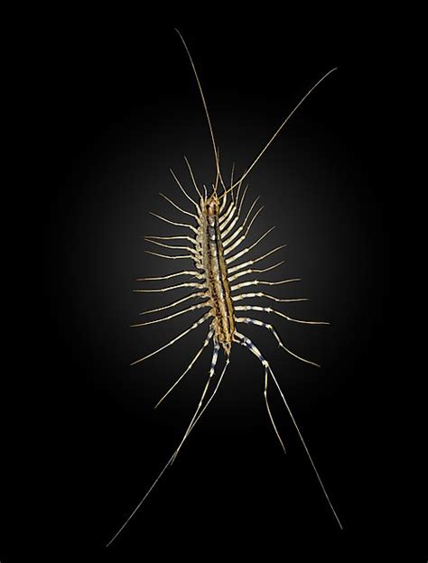 Scutigera Coleoptrata Wikipedia