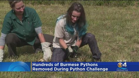 The results of this year's Florida Python Challenge are in - CBS Miami