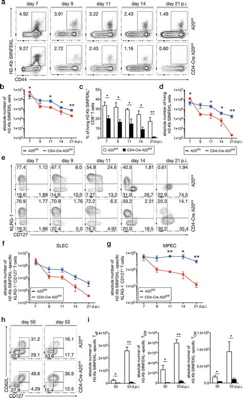 Reduced Numbers Of Memory And Memory Precursor Cd8 T Cells In Cd4 Cre