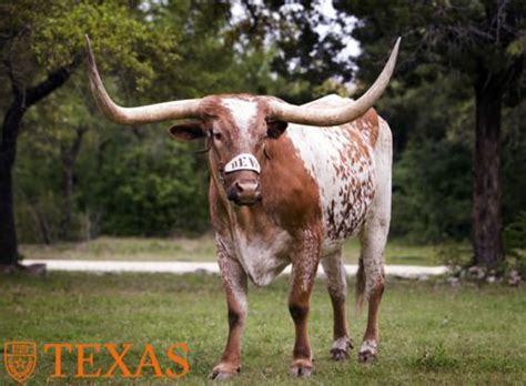 The University Of Texas At Austin Bevo University Of Texas Live Mascot