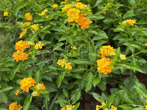 马樱丹花图片高清图片素材