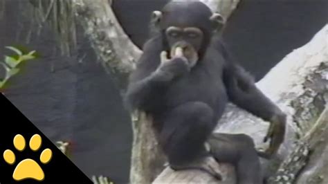 Monkey Falling Out Of Tree Smelling Finger