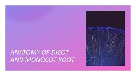 Primary Structure Monocot Root Pptx