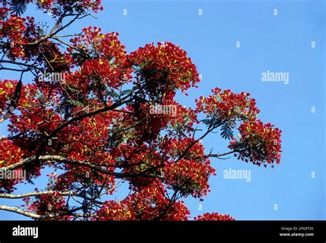 Flowering Tree Gulmohar Flower Delonix Regia Tamil Nadu South India