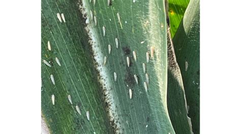 Insect Pressure Remains Intense Corn Leafhopper Reach Expanding
