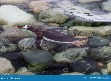 A Gentoo Penguin Pygoscelis Papua Swimming Underwater As It Approaches