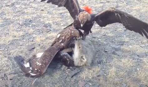 Golden Eagle Attack Wolf Golden Eagle Optimizer A Nature Inspired