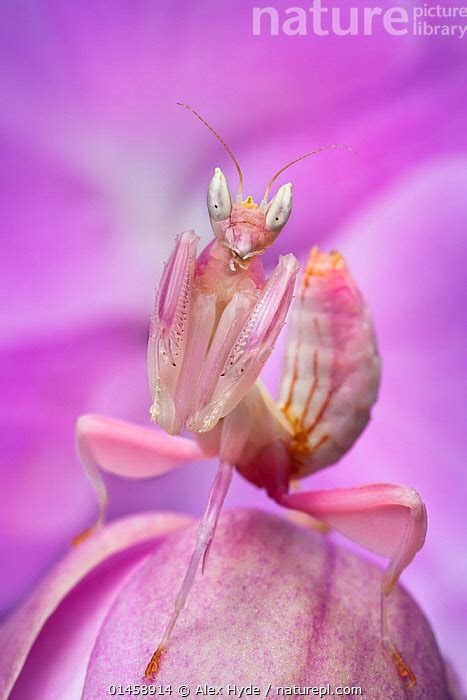 Pink Orchid Mantis