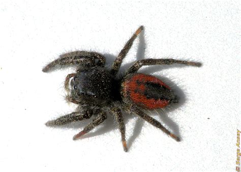 4 Pictures Of A Johnson Jumping Spider