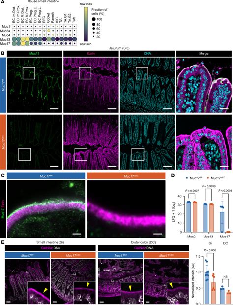 Muc17 Is An Essential Small Intestinal Glycocalyx Component That Is Disrupted In Crohns Disease