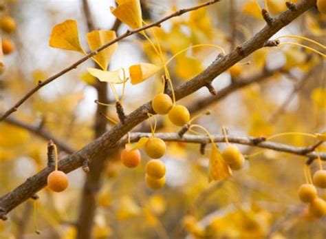 Actual Headline Lack Of Tree Sex Makes Allergies Worse R Washingtondc