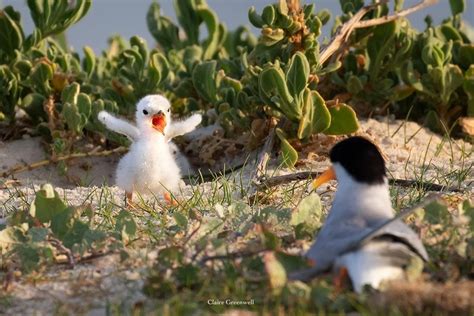 2020 Fairy Tern Nesting Season Mandurah Matters