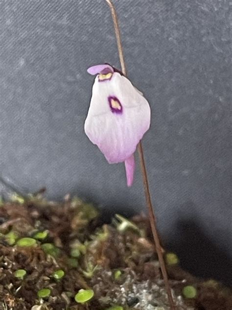 Utricularia Pubescens Mike Wang Flickr