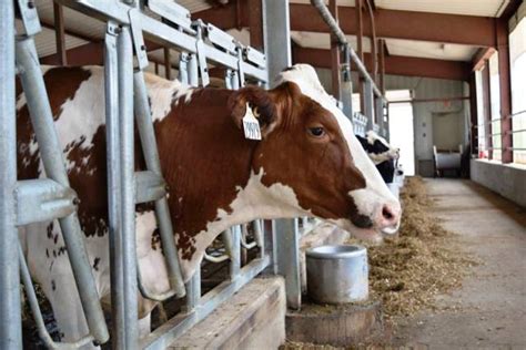 Dairy Agenda Today Dairy News