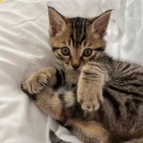 中华田园猫橘猫幼崽狸花猫纯黑猫白猫奶牛猫小三花可爱蓝猫捕鼠猫 中华田园猫 买只宠物 专业的宠物购买平台，覆含宠物狗、宠物猫、小宠等分类，100实拍，30天健康保障，提供担保交易